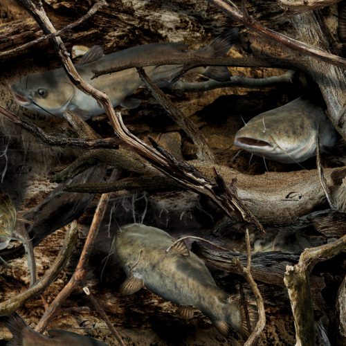 Camo Strike Catfish Cap | Fishouflage